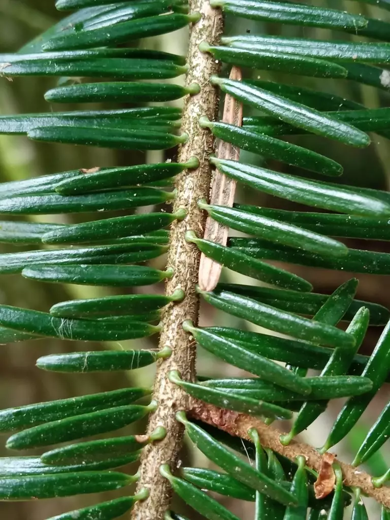 Abies alba - Conifer,Medicinal Herbs,Web page Navigation - Common ...