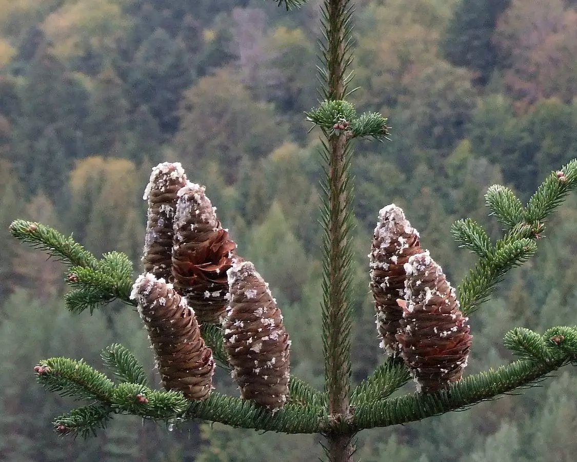 Abies alba - Conifer,Medicinal Herbs,Web page Navigation - Common ...