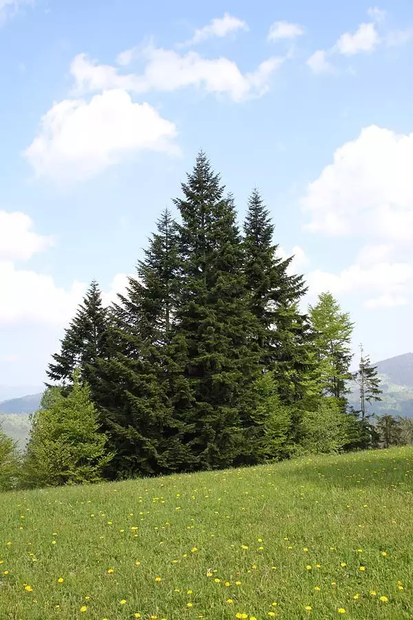 Abies alba - Conifer,Medicinal Herbs,Web page Navigation - Common ...
