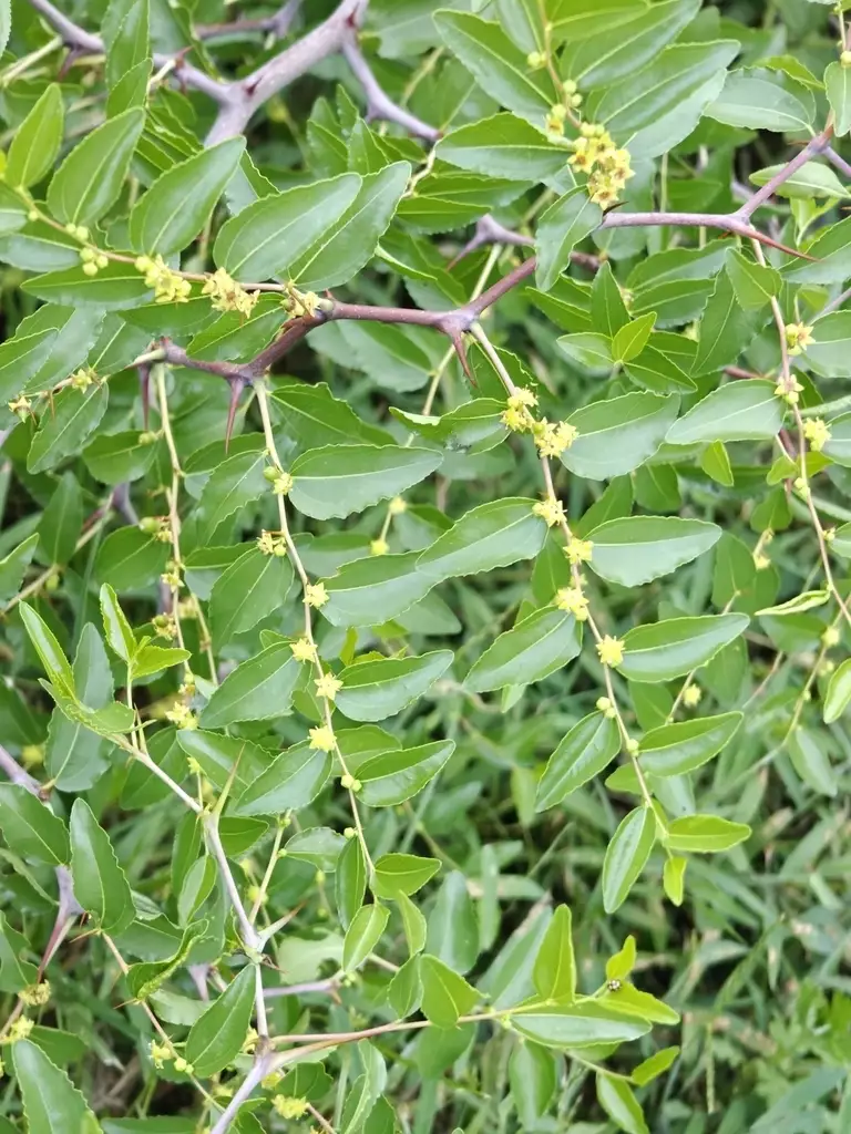 Ziziphus jujuba var. spinosa - Edible Fruit/Nuts,Fruits,Medicinal Herbs ...