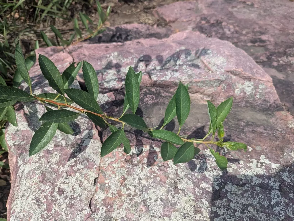 Prunus besseyi - Shrub - Bessey's Plum, Western Sand Cherry