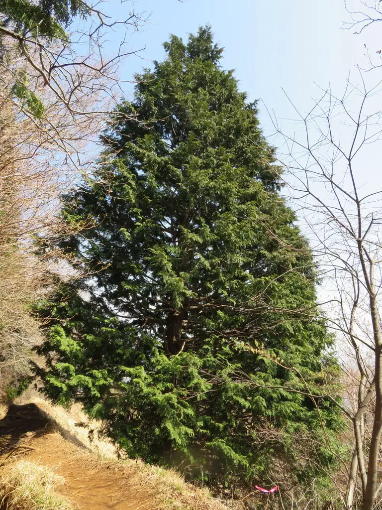 Chamaecyparis obtusa - Common Bonsai,Conifer - Hinoki Cypress, Hinoki ...