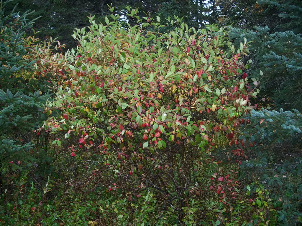 Viburnum cassinoides clean seed - Shrub - Possumhaw, Wild Raisin, Withe Rod