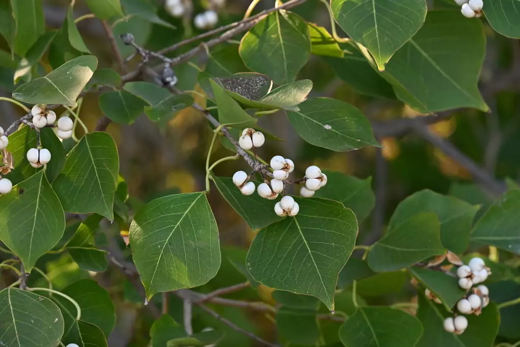 Sapium sebiferum - Deciduous,Medicinal Herbs,Tree,Web page Navigation ...