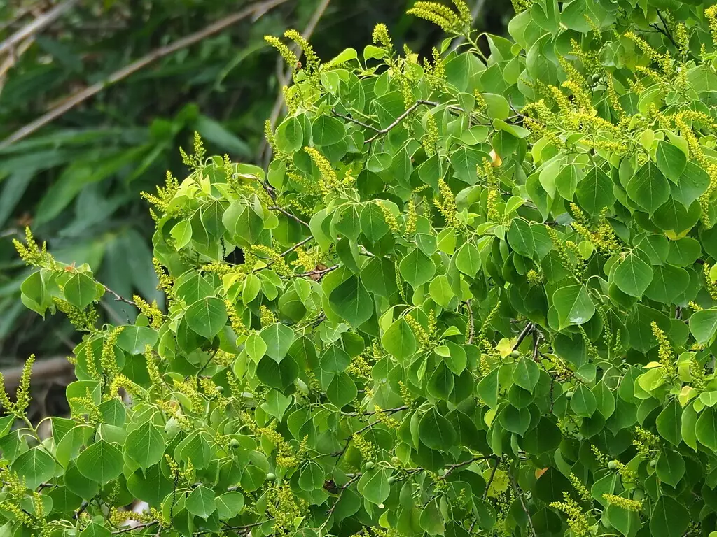 Sapium sebiferum - Deciduous,Medicinal Herbs,Tree,Web page Navigation ...
