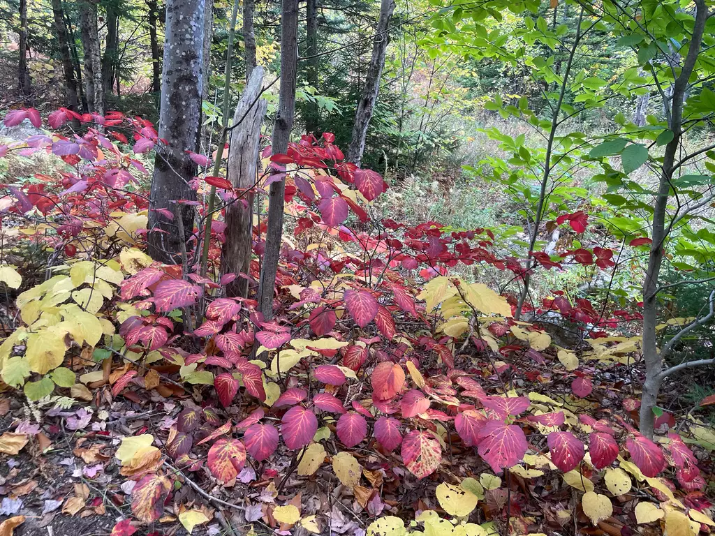 Viburnum lantanoides - Shrub - Hobblebush, Moosewood, Witch-Hobble
