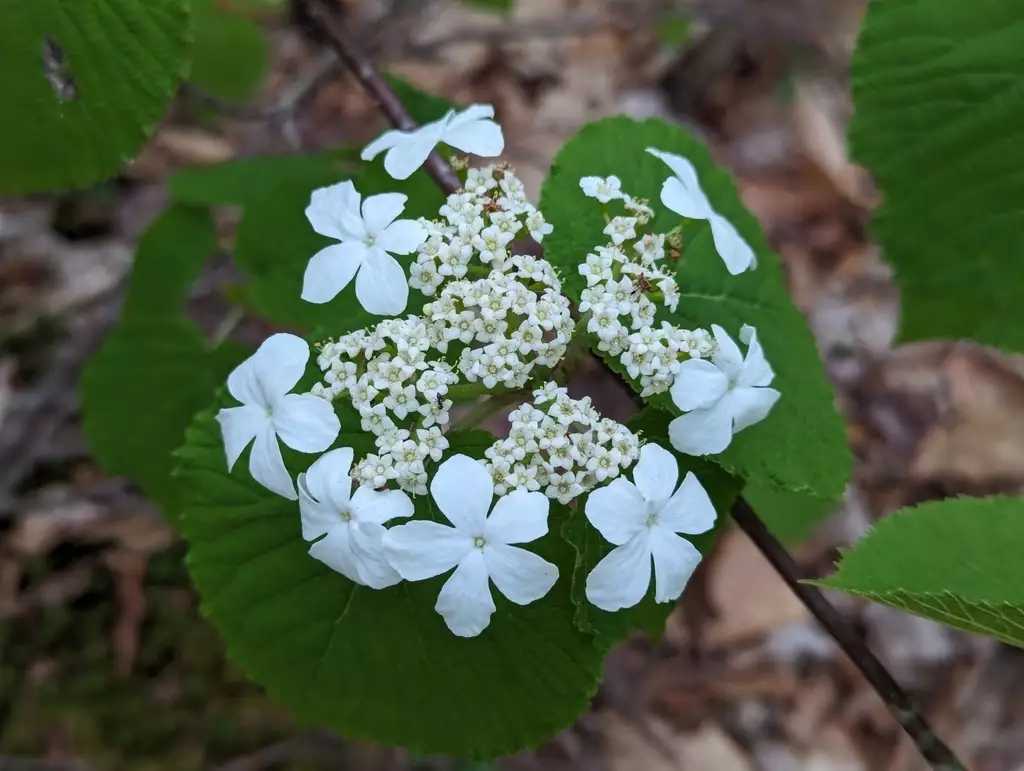 Viburnum lantanoides - Shrub - Hobblebush, Moosewood, Witch-Hobble