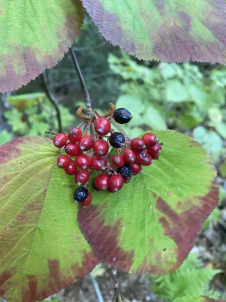 Viburnum lantanoides - Shrub - Hobblebush, Moosewood, Witch-Hobble