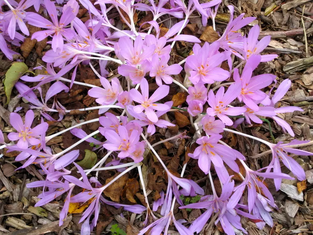 Colchicum autumnale - Herbaceous Plants,Medicinal Herbs,Perennial ...