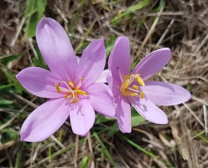 Colchicum autumnale - Herbaceous Plants,Medicinal Herbs,Perennial ...