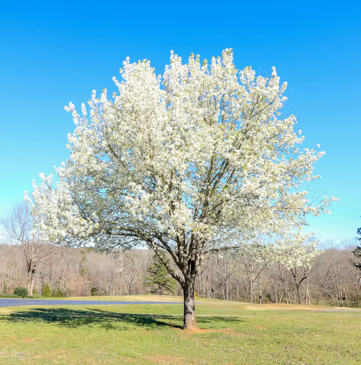 Pyrus calleryana USA - Deciduous,Flowering Tree - Callery Pear