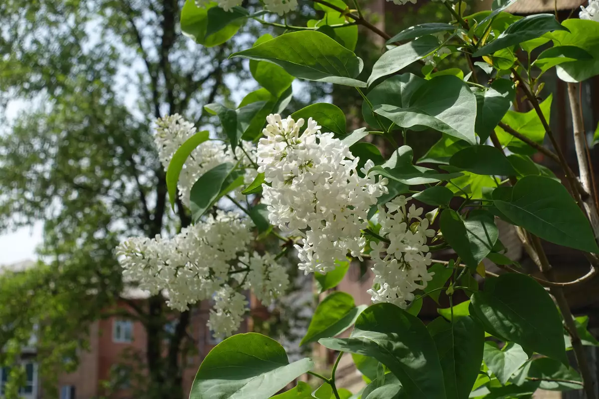 Syringa vulgaris var. Alba - Common Bonsai,Shrub - White Flowered Lilac