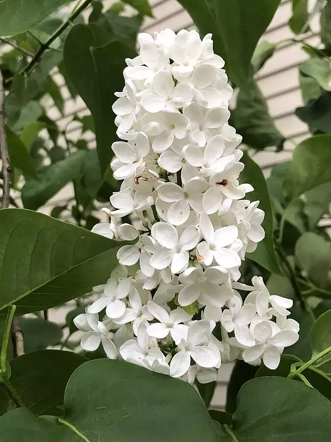 Syringa vulgaris var. Alba - Common Bonsai,Shrub - White Flowered Lilac