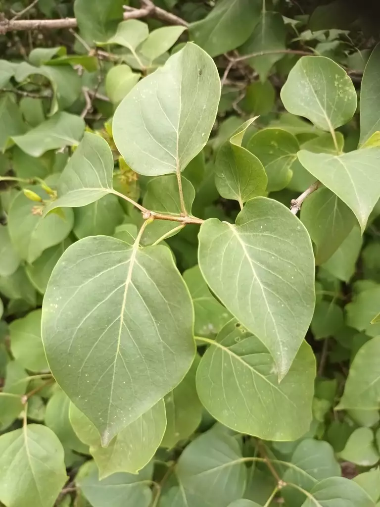 Syringa vulgaris var. Alba - Common Bonsai,Shrub - White Flowered Lilac