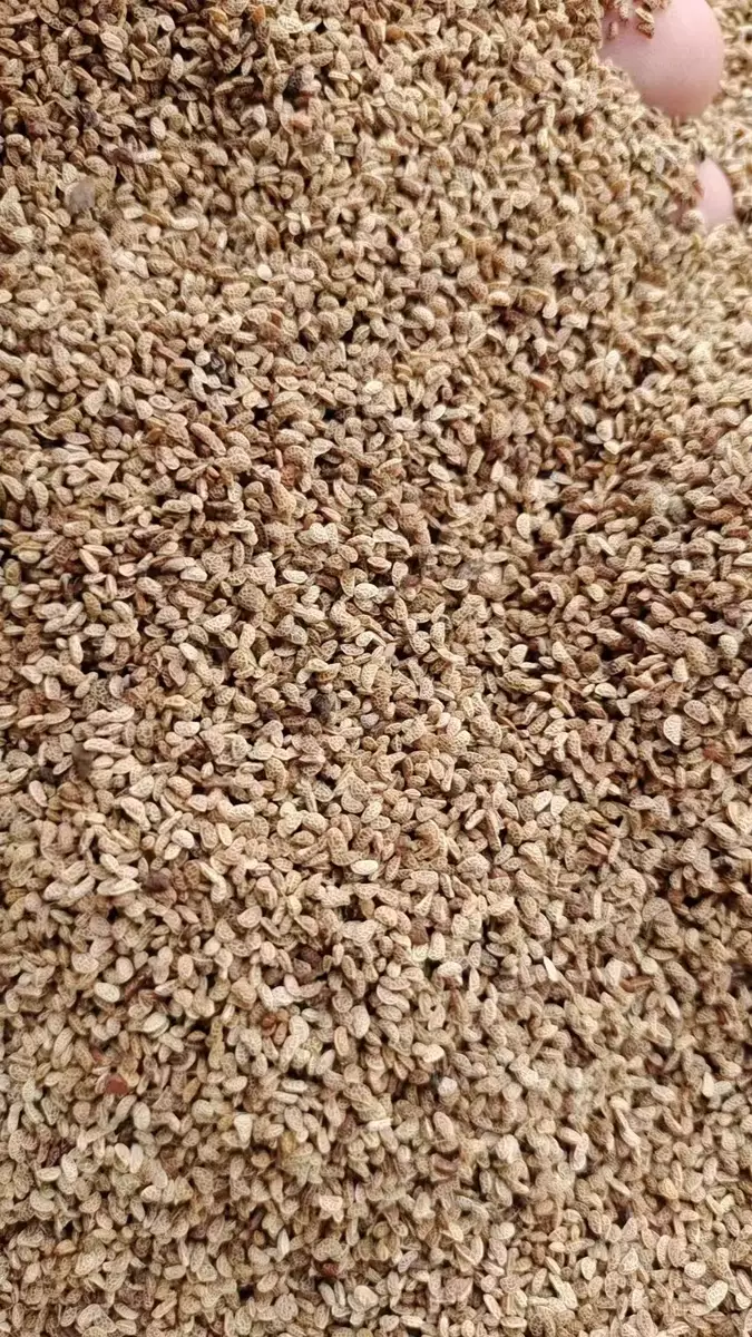 Rubus chingii var. suavissimus - Web page Navigation - Chinese Sweet Tea