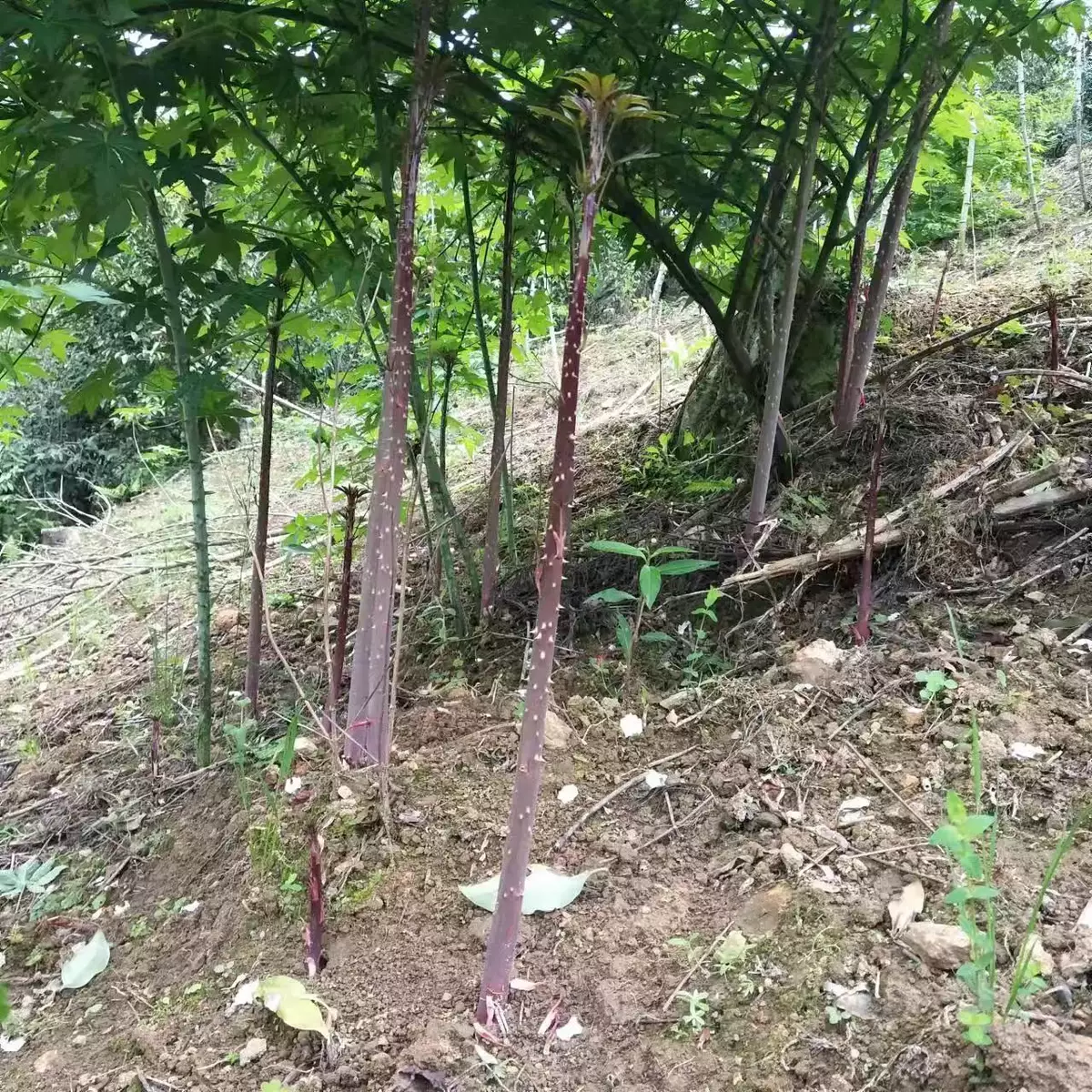 Rubus chingii var. suavissimus - Web page Navigation - Chinese Sweet Tea