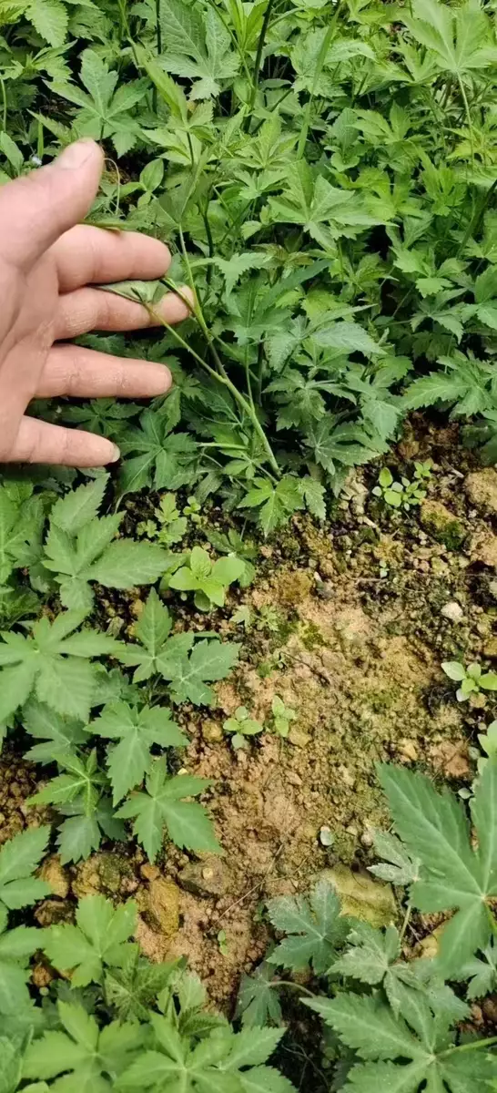 Rubus chingii var. suavissimus - Web page Navigation - Chinese Sweet Tea