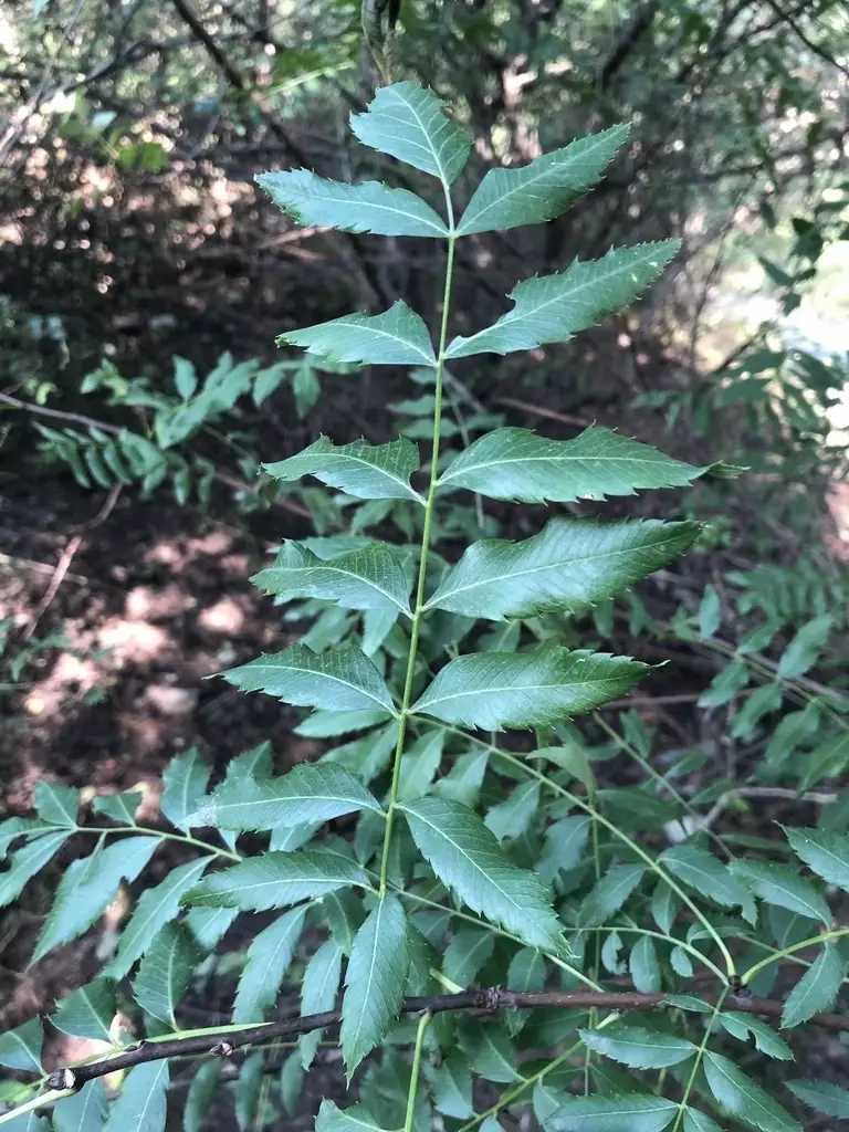 Xanthoceras sorbifolium - Shrub - Yellowhorn