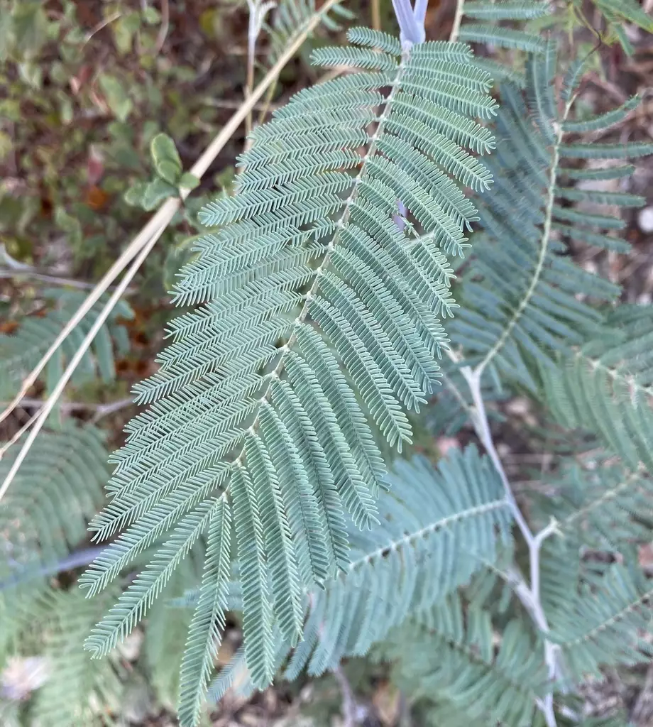 Acacia dealbata - Common Bonsai,Flowering Tree - Mimosa, Silver Wattle