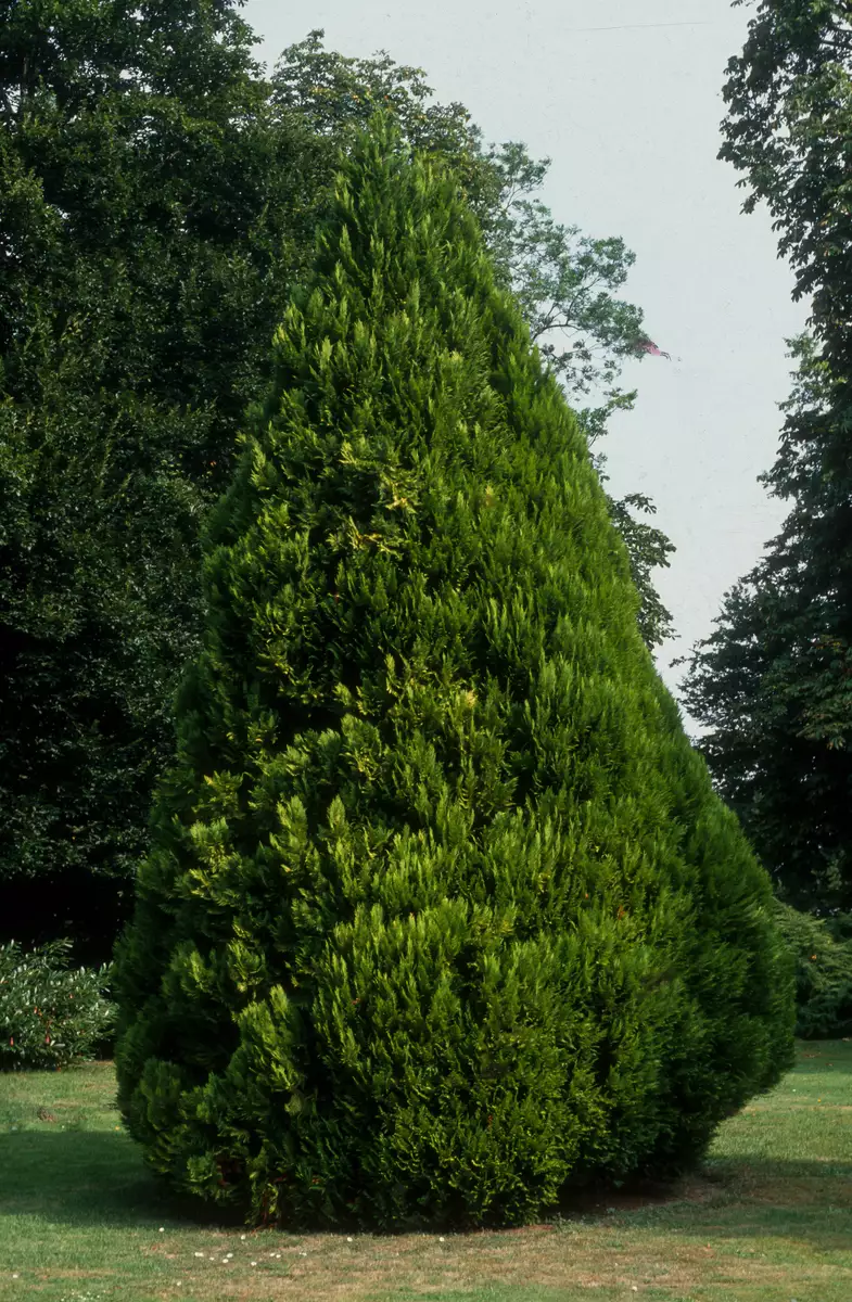 Chamaecyparis lawsoniana - Common Bonsai,Conifer - Lawson's Cypress ...