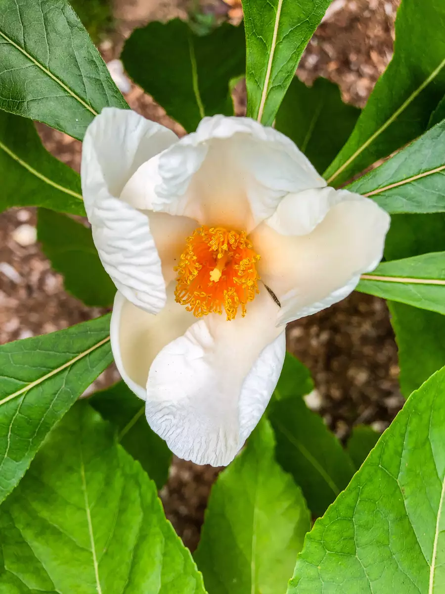 Franklinia alatamaha - Flowering Tree - Franklin Tree, Franklinia