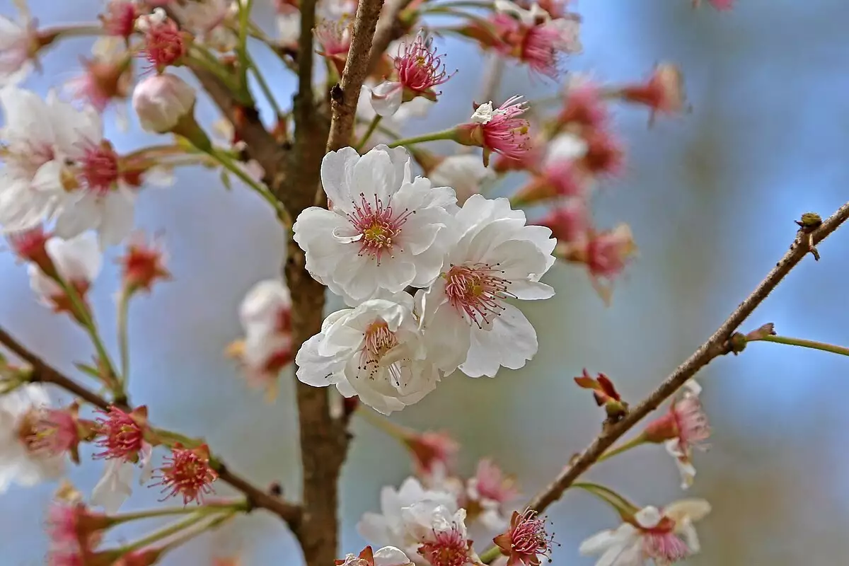 Prunus serrulata - Common Bonsai,Flowering Tree - East Asian Cherry ...