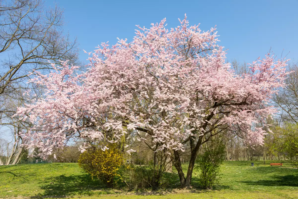 Prunus serrulata - Common Bonsai,Flowering Tree - East Asian Cherry ...