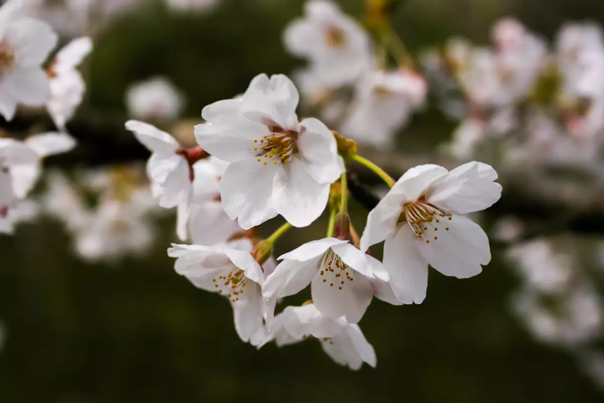 Prunus serrulata 'Spontanea' - Common Bonsai,Flowering Tree - Hill ...