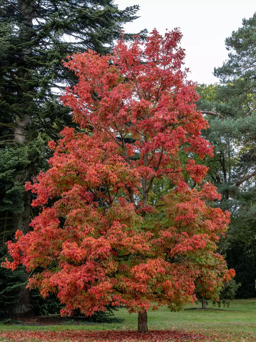 Acer triflorum - Deciduous,Hardwood - Roughbark Maple, Three Flowered Maple