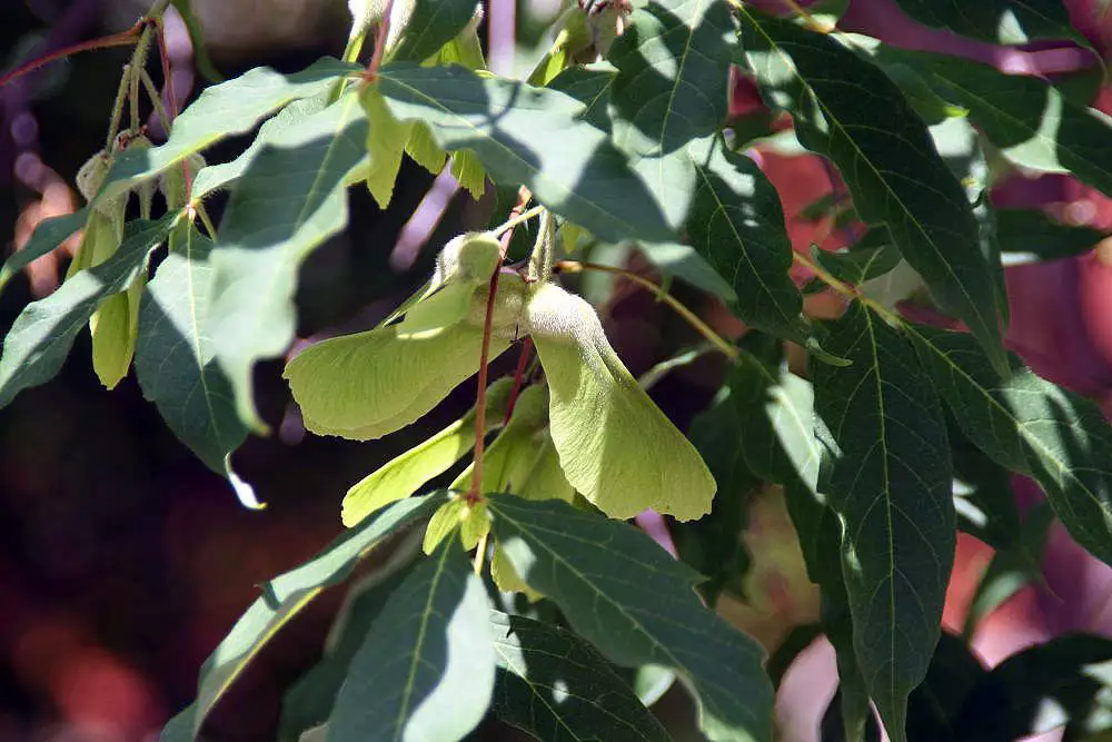 Acer triflorum - Deciduous,Hardwood - Roughbark Maple, Three Flowered Maple