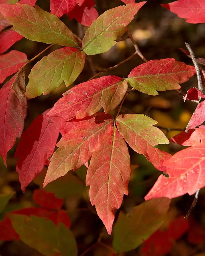 Acer triflorum - Deciduous,Hardwood - Roughbark Maple, Three Flowered Maple