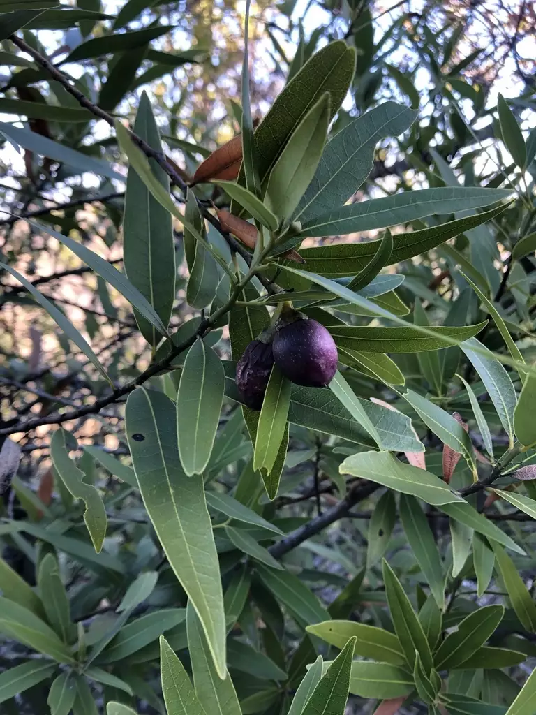 Umbellularia californica - Ornamental Fruit - California Bay ...