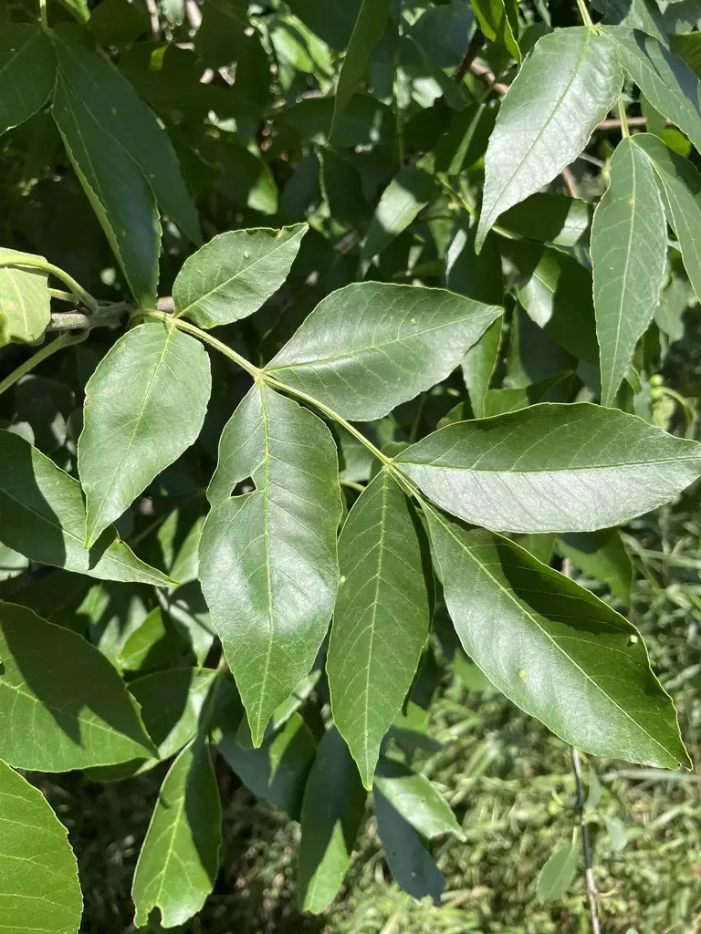 Fraxinus pennsylvanica - Deciduous,Hardwood,Shade Tree - Green Ash ...