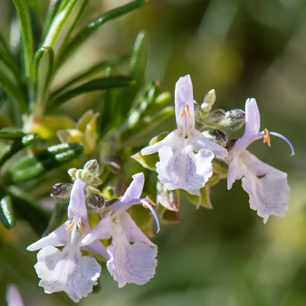Sheffield's Seed Company