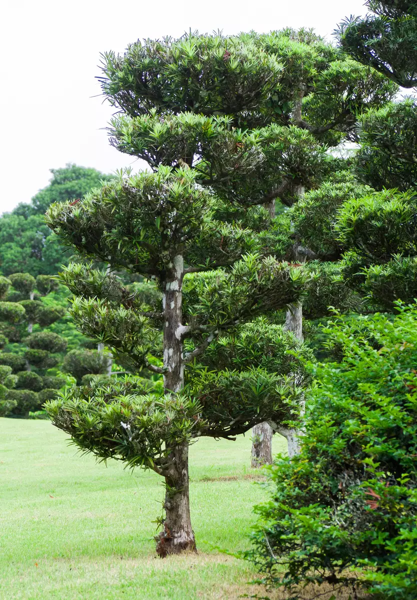 Podocarpus macrophyllus - Common Bonsai,Web page Navigation - Kusamaki ...