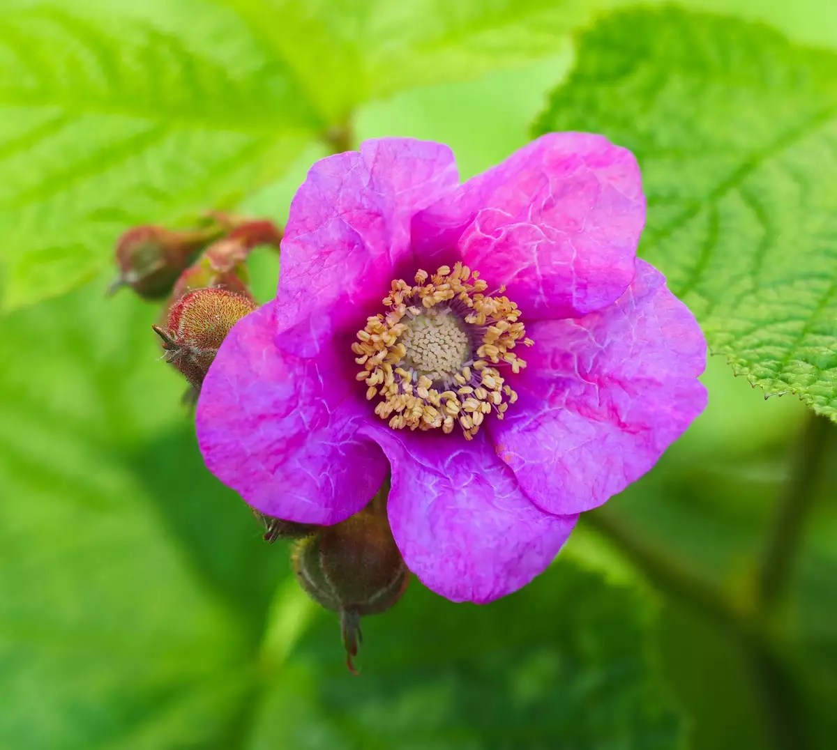 Rubus odoratus - Shrub - Purple-flowering Raspberry, Purpleflowering ...