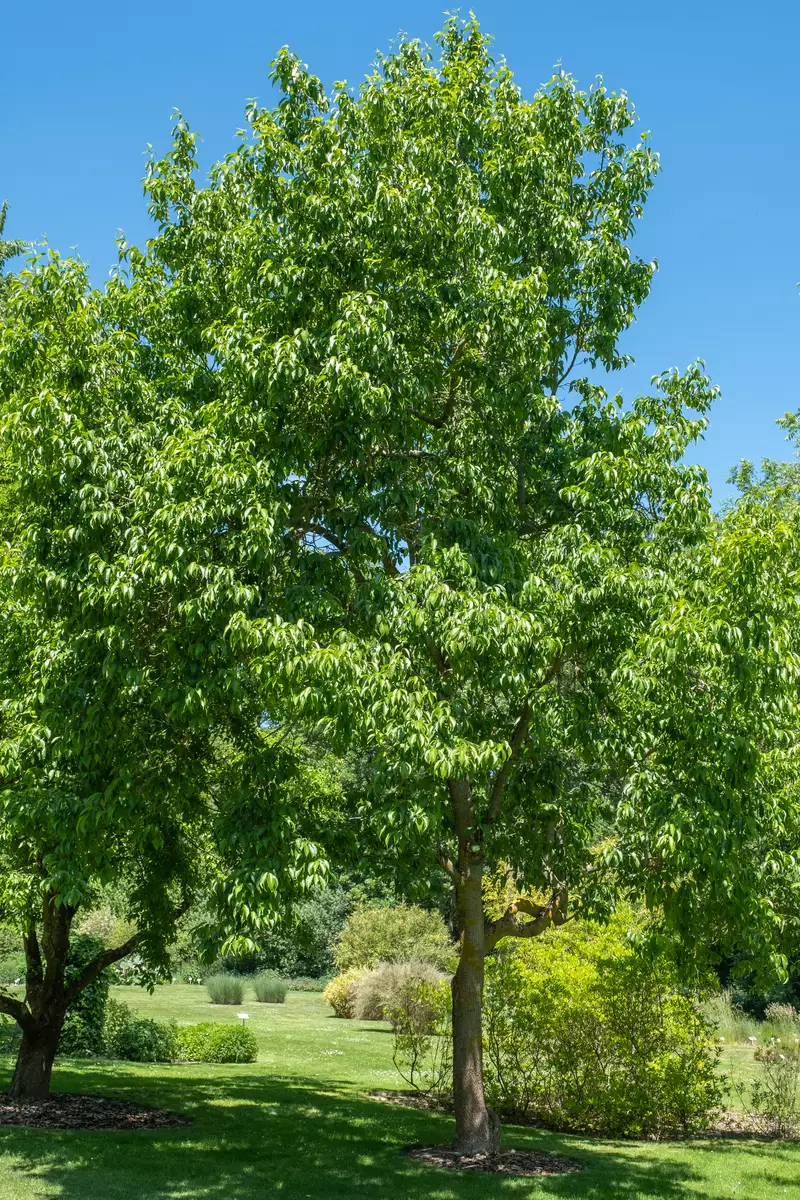 Eucommia ulmoides - Deciduous,Medicinal Herbs,Shade Tree - Du Zhong ...