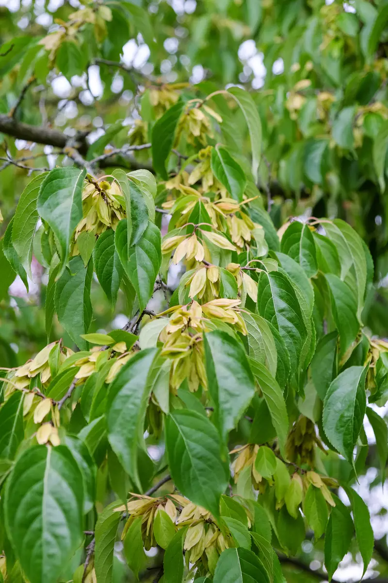 Eucommia ulmoides - Deciduous,Medicinal Herbs,Shade Tree - Du Zhong ...