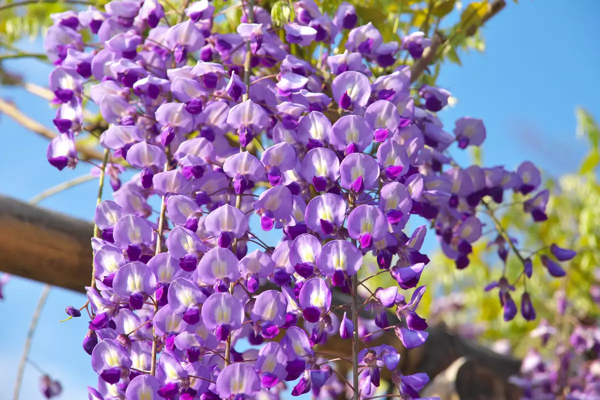 Wisteria floribunda - Common Bonsai,Shrub and Vine Seeds,Vine ...
