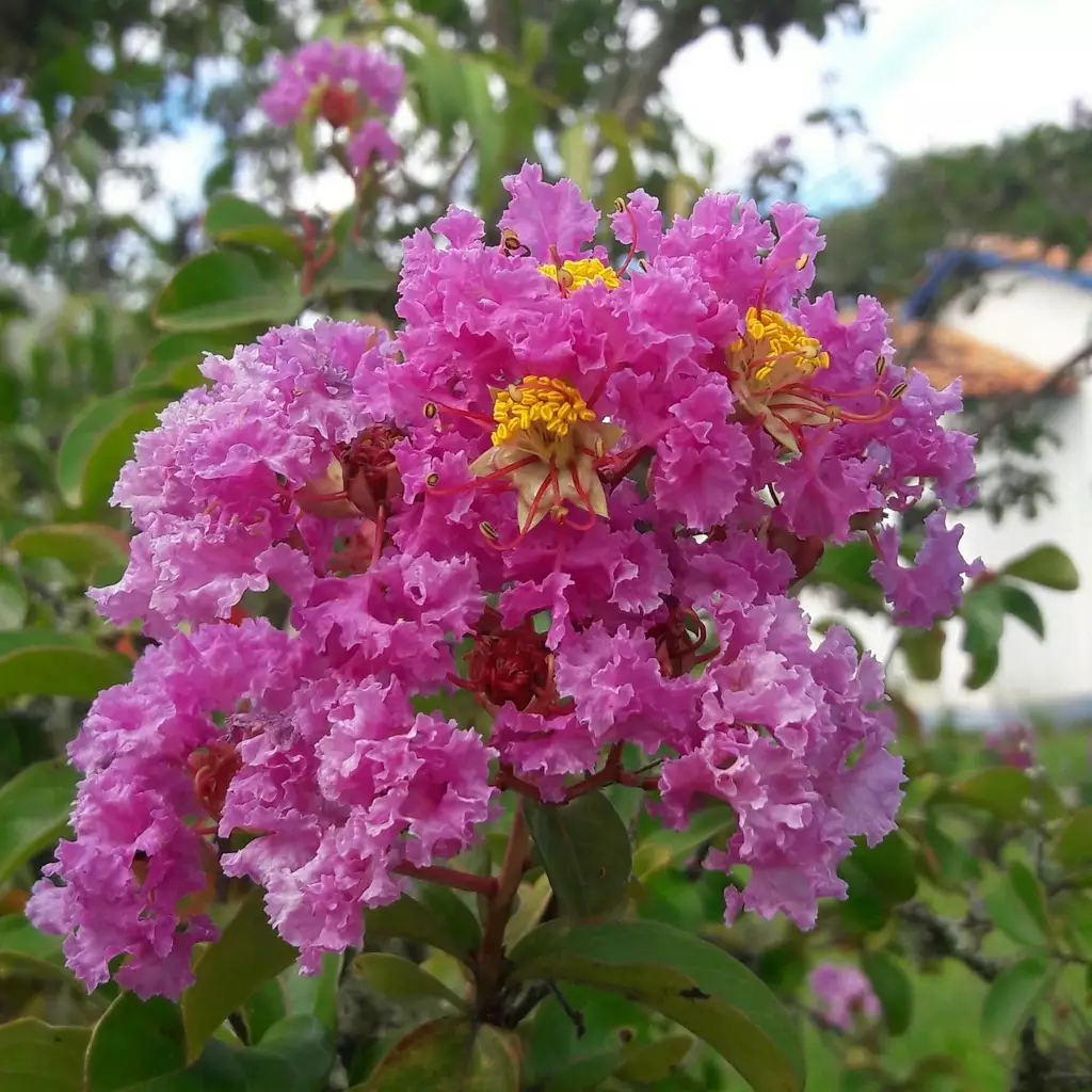 Lagerstroemia indica - Common Bonsai,Medicinal Herbs,Shrub - Crape ...