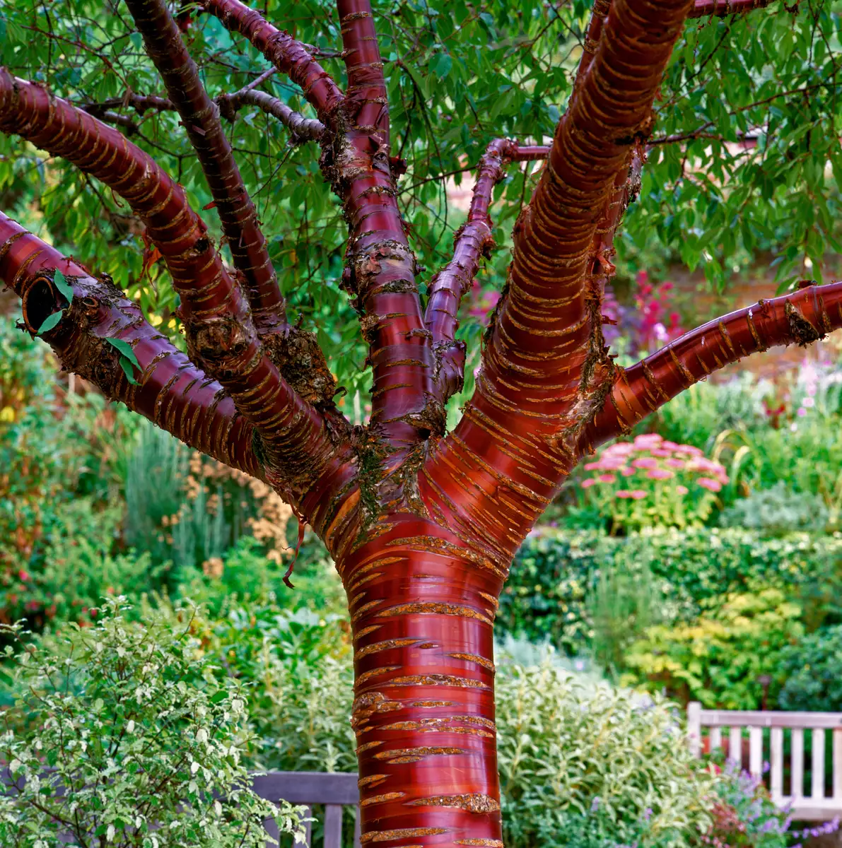 Prunus serrula - Common Bonsai,Flowering Tree - Tibetan Cherry