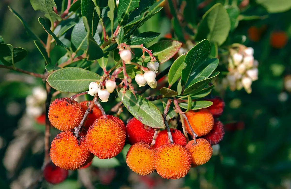 Arbutus unedo - Medicinal Herbs,Shrub - Strawberry Madrone, Strawberry Tree