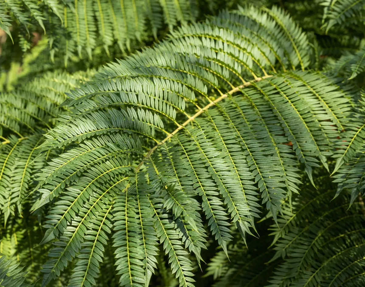 Jacaranda mimosifolia - Common Bonsai,Deciduous,Flowering Tree ...