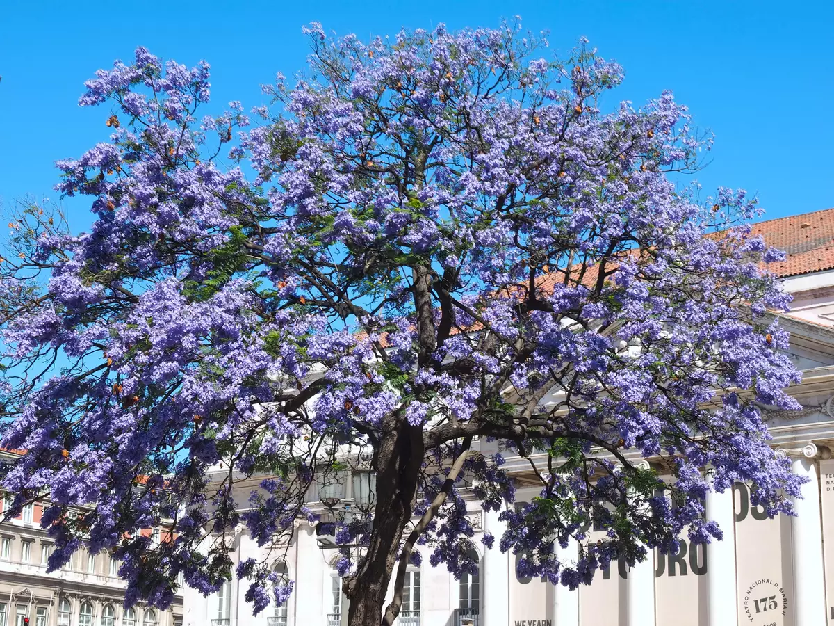 Jacaranda mimosifolia - Common Bonsai,Deciduous,Flowering Tree ...