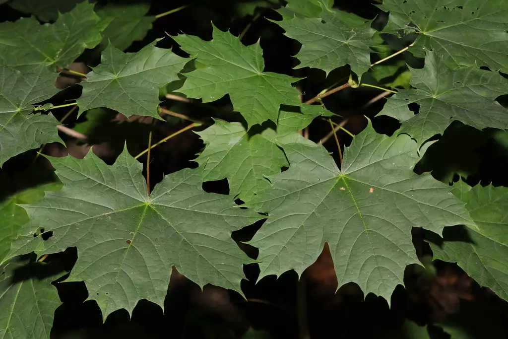 Acer platanoides dewinged - Deciduous,Hardwood,Shade Tree - Norway Maple