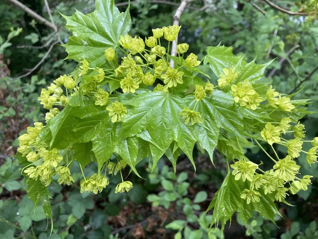 Acer platanoides dewinged - Deciduous,Hardwood,Shade Tree - Norway Maple