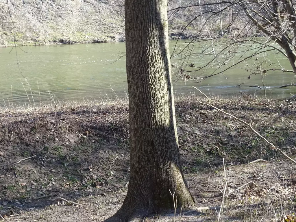Acer platanoides dewinged - Deciduous,Hardwood,Shade Tree - Norway Maple