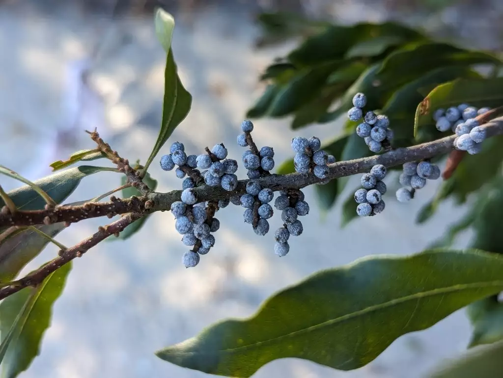Myrica cerifera clean seed - Shrub,Shrub and Vine Seeds,Web page ...