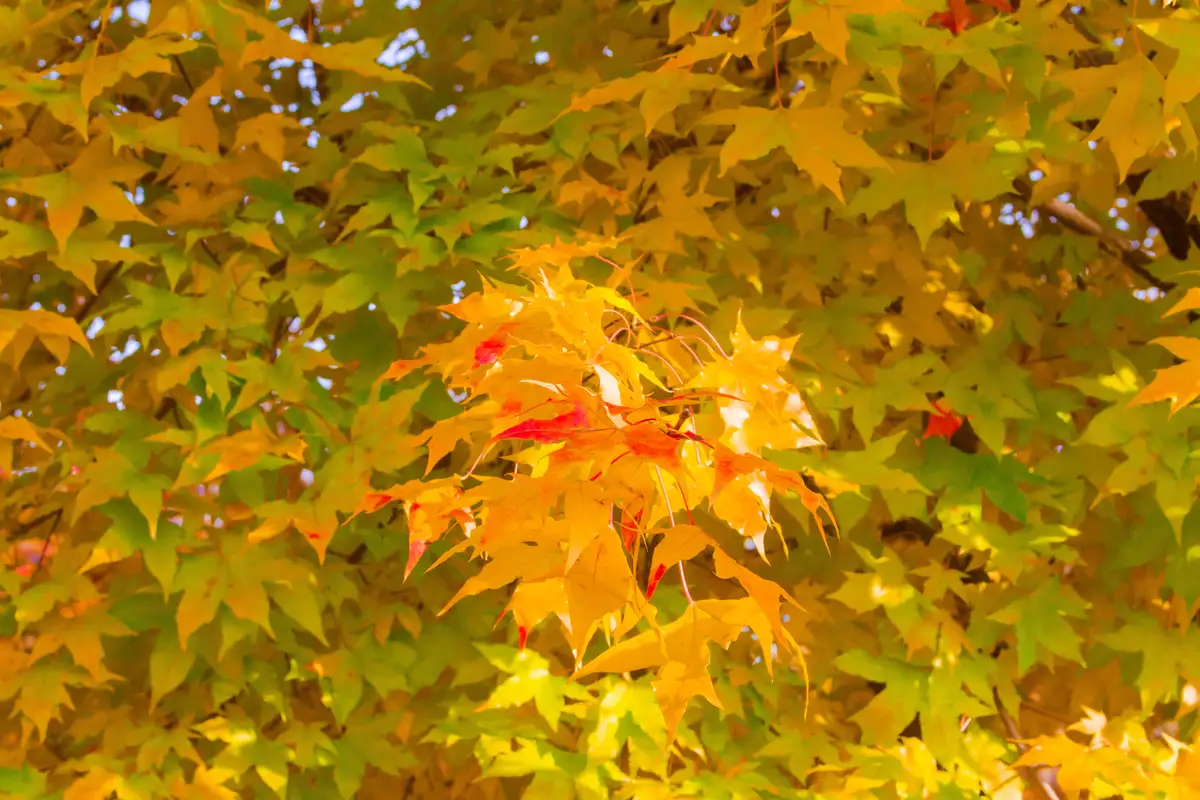 Acer truncatum - Common Bonsai,Hardwood - Purpleblow Maple, Shandong ...