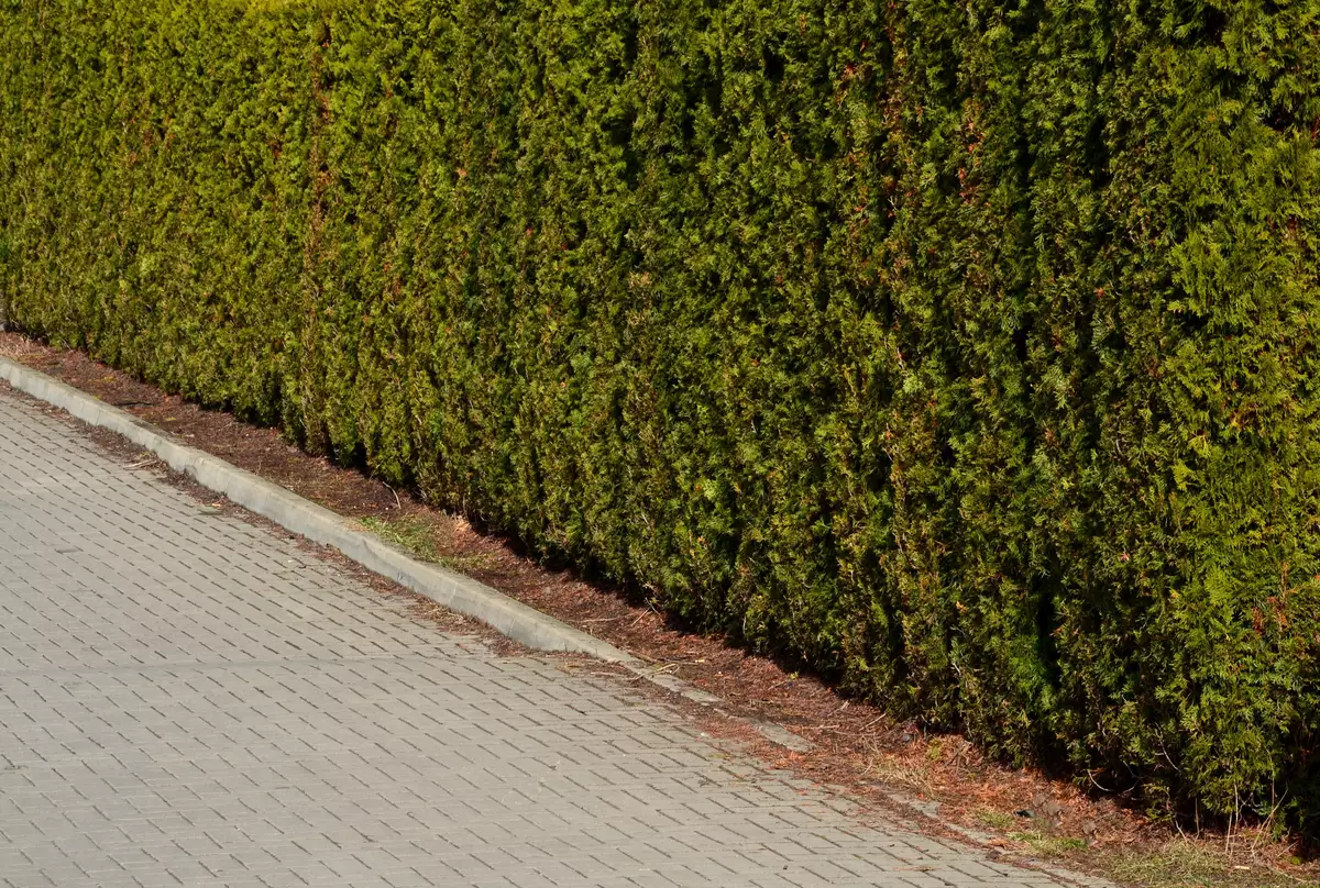 Thuja occidentalis - Common Bonsai,Conifer,Evergreen Leaves - American ...